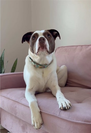 Supporting Mac’s seasonal allergy comfort with NaturVet Aller-911, found at @Walmart Proactive care, small daily habits 🐾#partnership #chicagohummingbirds @NaturVet - Pet Supplements