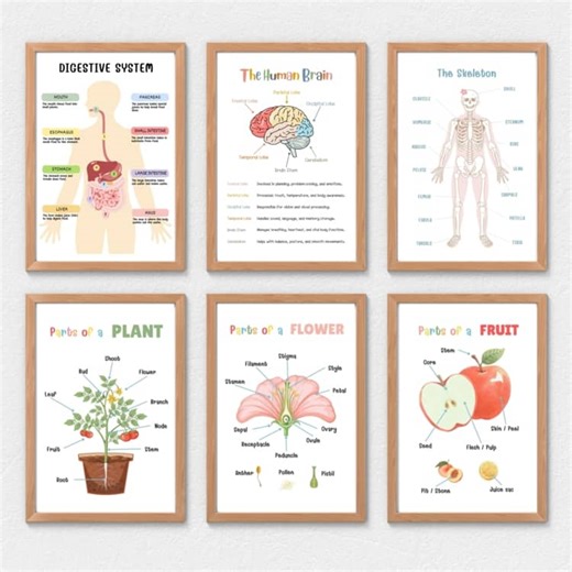 Human Brain Poster | Educational Science Wall Art for students