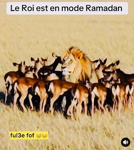 Fof koko Tonga E Korka 😆🙏🏿 yo jam waal ful3e_fof 🙏🏿 | ful3e_fof