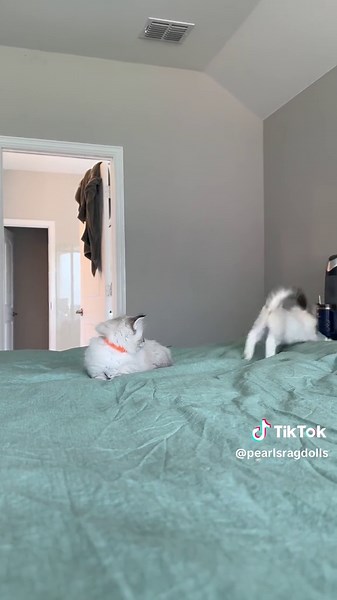 Cute Kittens Explained: Wildest vs Calmest Behaviors