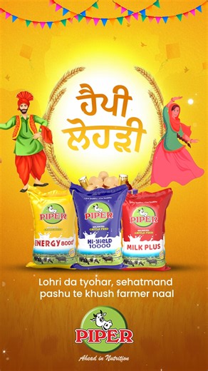 Here is the revised caption for Lohri wishes, linking the festival of harvest and prosperity with the health of the cattle and the success of the dairy farmer. 🔥 Lohri di Agg, Khushiyan da Chaanan! ✨ Happy Lohri from Piper Cattle Feeds! May the holy bonfire of Lohri burn away all challenges and bring warmth, success, and high yields to your dairy farm. As we celebrate the harvest, let’s pledge for the best health of our cattle. 📲 Call Now: 9501109980 | Sales: 9875949412 📧 Email: satishagrovet