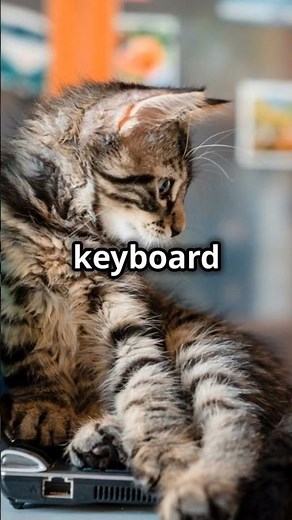 Why Cats Like to Sit on Laptops and Keyboards"