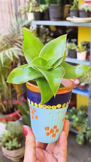 🌱 Beautiful garden plants 🏡👌🌱#gardenplants #gardening #nature #ytshorts