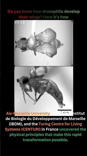 How Fruit Flies Unfold Their Wings in Minutes: The Hidden Mechanics of Insect Flight