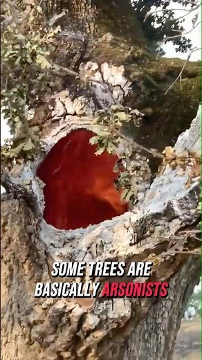 This Tree Starts Forest Fires... On Purpose