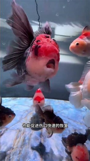 Ultimate Fish Farming Guide: Essential for All Fish Lovers