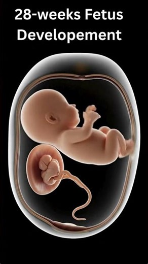 Inside the Womb at 28 Weeks – Baby’s Rapid Development!