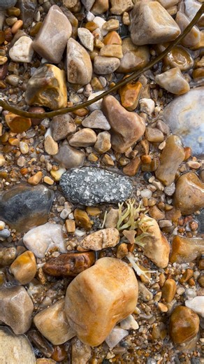 Here is a piece full of crinoid that I found along the Jurassic Coast Dorset 🙂🌊🌟💫 #fossil #crinoid #star #stars #fascinatingfossils | Fascinating Fossils