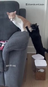 2.8M views · 115K reactions | 藍 Hilarious Dusty Dubs Voiceover Compilation : website submissions and the following VO’d with permission from panda.and.pupu (TT) sipidikhanim (IG) fathenfarms (TT) chester_the_toucan (TT) #voiceover #voiceovers #funny #funnyanimals #comedy #memes #viral #dustydubs | Dusty Dubs | Facebook