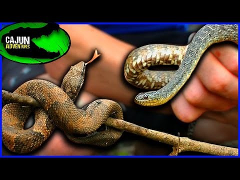 Water Moccasin VS Water Snake!
