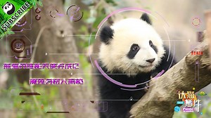The future Victoria's Secret super model Roll Roll. Panda Scanning Ep6--now it is Mei Lan’s (nicknamed Roll Roll) turn! #PandaScanning | iPanda
