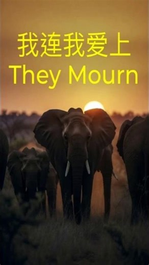Elephants Mourning Their Dead | Emotional Wildlife Documentary
