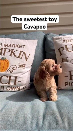 CKC toy Cavapoo ready for his furever family #cavapoo #puppy #cute #cavadoodle #cavapoopuppy