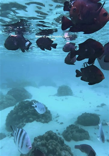 Exploring the Beauty of Turquoise: A Travel Enthusiast's Dream