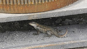 Reptile droppings around homes irritate Florida residents looking for solutions
