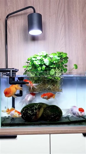 Keeping Fish and Plants Together in Your Aquarium
