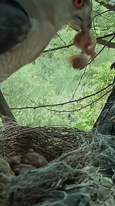 169K views · 2.2K reactions | Falcon bird attacked the babies of black drongo bird | Review Birds News | Facebook