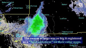 80-Mile Swarm of Ladybugs Spotted in California