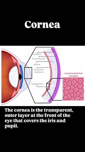 Did You Know Your Cornea Has 6 Layers? Find Out What They Do! All About Optometry #cornea #eyelayers #eyecare #cornealayers #optometrist #optometry #eyehealth #ophthalmology | All About Optometry