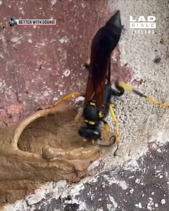 Dirt Dauber insect builds a mud house 🧐 | LADbible Ireland