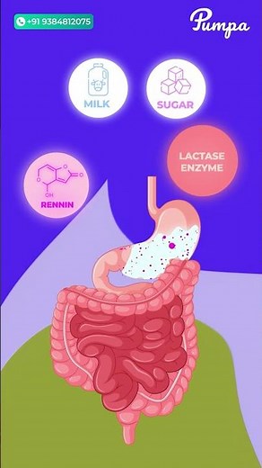 Did You Know? Lactase Deficiency Causes Lactose Intolerance!