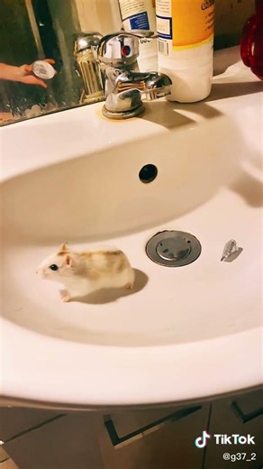 Chomik #funny #śmiesznezwierzaki #funnymemes #zwierzęta