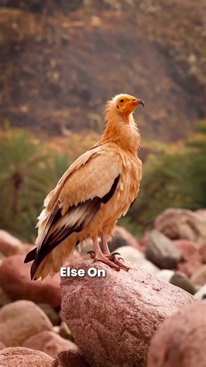 Socotra Island – The Most Alien Place on Earth!