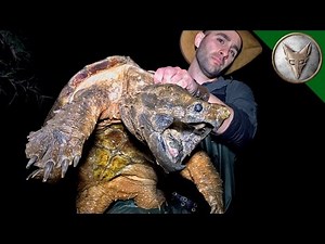 Lair of the Alligator Snapping Turtle - Dragon Tails Episode 6