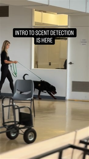 @laneygrace.andk9s on Instagram: "The first time I ever watched detection dogs work (Xena’s mum actually!), I was hooked. The precision. The enthusiasm. The way the dogs lit up when they were given a job. That moment sparked what is now my absolute favourite thing to teach — scent detection. This work is powerful. It builds confidence. It channels drive. It creates calm, focused dogs. It gives nervous dogs purpose and reactive dogs clarity. Honestly… it’s for every dog. And now I am beyond excit
