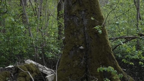 clip-4012356851-storm-broken-tree-trunk-covered-moss-polypores-stands