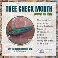 Invasive Ash Borer found in Canada and Oregon, Washington tree owners asked to be on the lookout