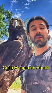 #falcong #passeggiatewild #abruzzo #italwild wildexperience #falconry #life #falcon #giovannigranati #athenajitariuc | Falcong