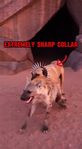 The Secret Weapon of the Kangal Dog! 🛡️🐕