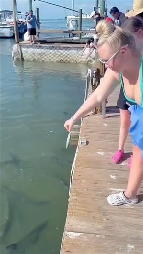 Feeding Fish Gone Wrong! 😱 Big Fish Attack!