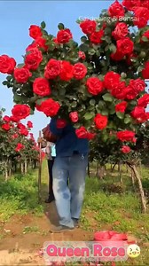 921K views · 10K reactions | တပင်တိုင် နှင်းဆီပင်  Tree Rose/...