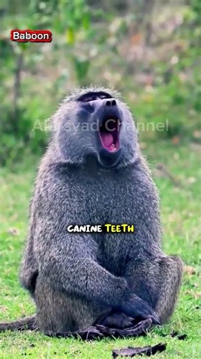 The Intelligent and Fearless Primate of Africa 🐒#funfacts #animals