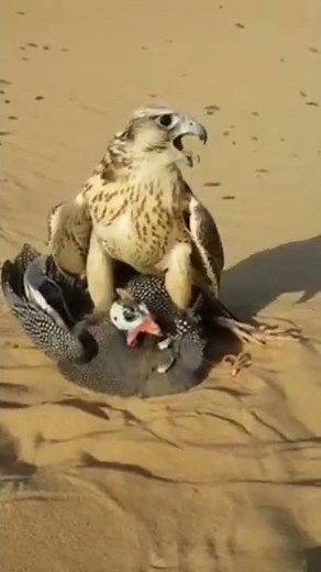 #Shaheen trap a bird.