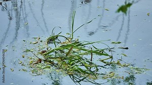 Sparganium emersum is flowering plant in cat-tail family known by common names European bur-reed and unbranched bur-reed.