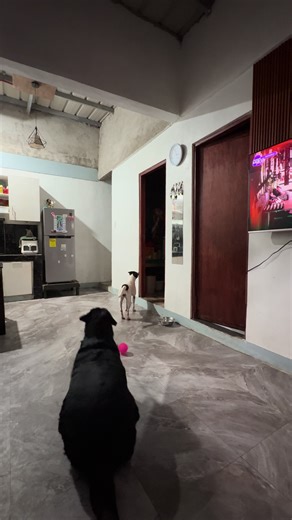 Labrador Dog Lovers Unite: Celebrating Aspin Mixes