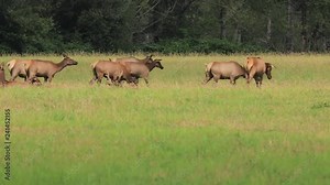 large group of elk move across field one poops while walking