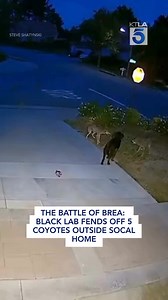 The Battle of Brea: Shocking video shows black lab fend off pack of 5 coyotes. Full 2-minute video & details: https://ktla.com/news/california/video-shows-dog-fend-off-pack-of-coyotes-in-front-of-southern-california-home/ | KTLA 5 News