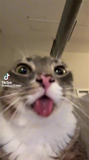 I am built different (@i.am.built.differe)’s videos with original sound - I am built different