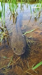 38K views · 34 reactions | Le comportement de ce poisson pourrait mettre en d*nger tout l'écosystème | Savoir Plus | Facebook