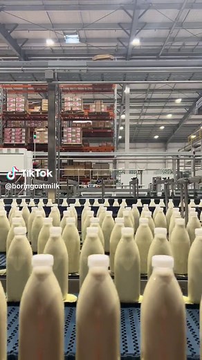 Exploring the Journey of Oat Milk at a New Zealand Factory