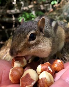 I wish my cheeks could store food like this 😂 😂 | Furry Tails