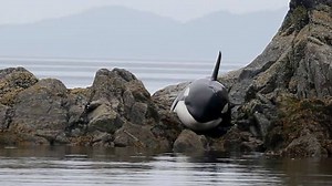 Stranded orca saved