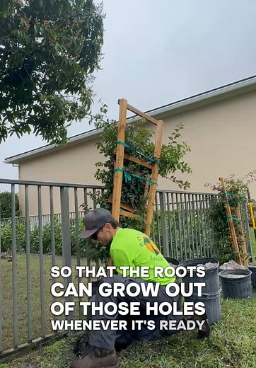 Landscaping Ideas: Bougainvillea Installation in South Florida