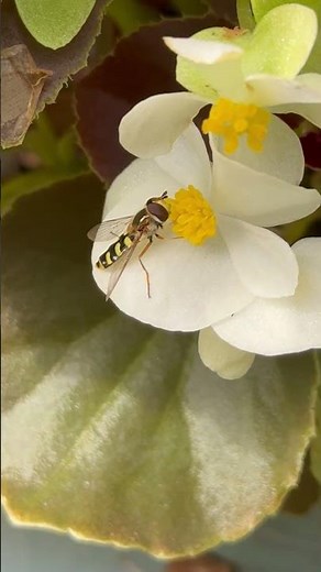 🌸 Hoverfly Pollinates Begonia | Nature’s Tiny Helper 🐝