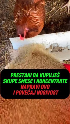 Prirodni preparati za živinu on Instagram: "Pošalji nam MIKS u poruci za poručivanje i više informacija o preparatu 🐓🥚"