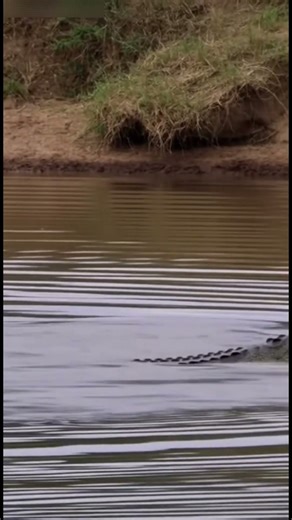 Crocodile Ambushes Wildebeest During Dangerous Crossing